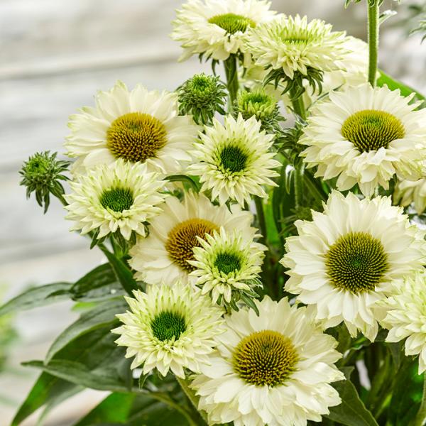 丈夫さ、花つきの良さ、揃いなど優秀な特長をもつ「サンシーカーズ」シリーズの白花ボリュームのあるセミダブルの平咲きで、花弁の外側がクリーム色から徐々にグリーンに変わる美しい色合い 【開花期】初夏〜盛夏【草丈】30〜50cm前後【株張り】30〜...