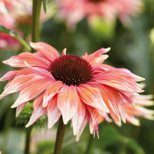 ラズベリーピンクの花、真ん中のコーンは赤っぽい。花びらの幅が他のエキナセアより少し広くてその先がちょっとカールして白。【開花期】初夏〜盛夏【草丈】50〜60cm前後【株張り】40〜50cm前後【サイズ・その他】9cmポット　1鉢※ポットの色...