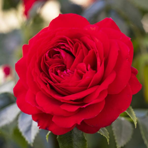 【商品説明】過酷な無農薬での露地栽培テストにて抜群の好成績を収めたトゥルーブルームブランドの象徴ともいうべき赤いバラ。従来の品種に比べコンパクトで耐病性が強く、初心者でも管理が非常に簡単。光沢のあるダークグリーンの葉と深紅の花が対照的で美し...