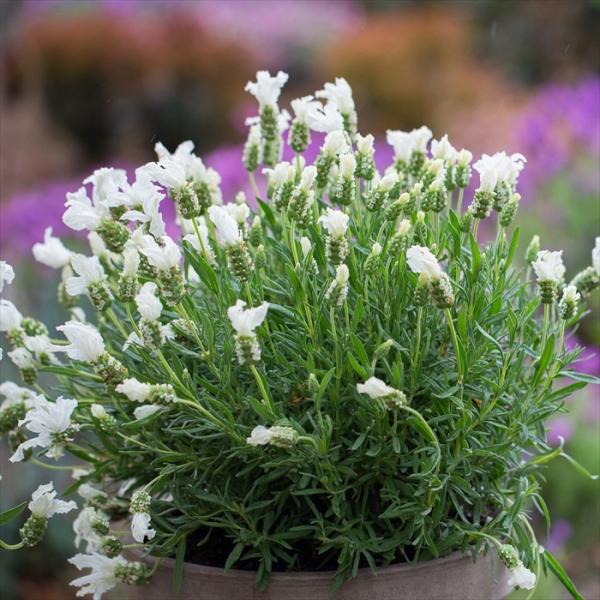 【商品説明】シソ科ラバンディラ属の半耐寒性常緑低木。日当たりが良く、涼しめの場所を好みます。水はけの良い場所で育ててください。【開花時期】5〜8月頃【草丈】40〜50cmほど【サイズ】9cmポット※ポットの色・材質・形状が変更になる場合がご...