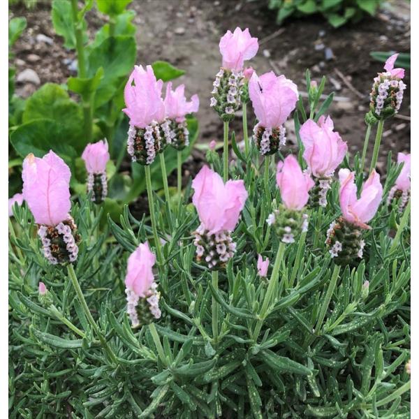 「ラベンダー ラビノバ ライトピンク」【商品説明】シソ科ラバンディラ属の半耐寒性常緑低木。日当たりが良く、涼しめの場所を好みます。水はけの良い場所で育ててください。【開花時期】5〜8月頃【草丈】40〜50cmほど【サイズ】9cmポット※ポッ...