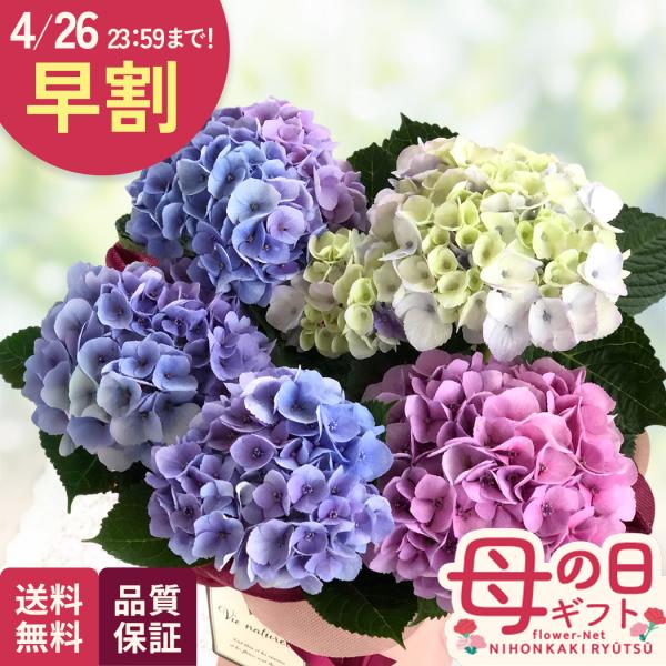 【フラワーネット日本花キ流通】母の日ギフトおすすめ＼４つの無料特典／・お花を傷つけない優しい素材の「ギフトラッピング」・感謝のメッセージ入り「母の日ピック」・お花が初めてでも安心「育て方説明書」・届いてからも安心「品質保証」【贈る相手】女性...