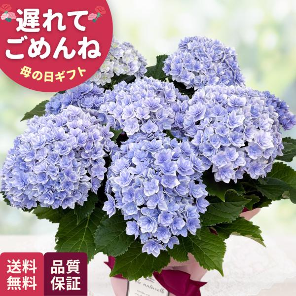 【フラワーネット日本花キ流通】母の日ギフトおすすめ＼４つの無料特典／・お花を傷つけない優しい素材の「ギフトラッピング」・感謝のメッセージ入り「母の日ピック」・お花が初めてでも安心「育て方説明書」・届いてからも安心「品質保証」【贈る相手】女性...
