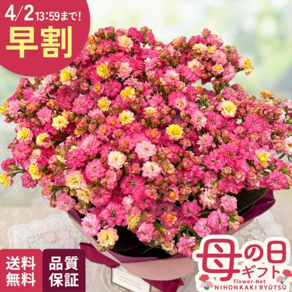 【フラワーネット日本花キ流通】母の日ギフトおすすめ＼４つの無料特典／・お花を傷つけない優しい素材の「ギフトラッピング」・感謝のメッセージ入り「母の日ピック」・お花が初めてでも安心「育て方説明書」・届いてからも安心「品質保証」【贈る相手】女性...