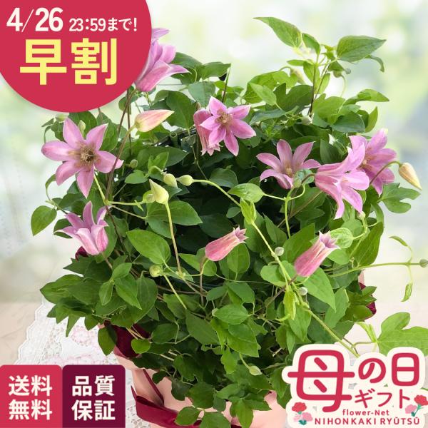 【フラワーネット日本花キ流通】母の日ギフトおすすめ＼４つの無料特典／・お花を傷つけない優しい素材の「ギフトラッピング」・感謝のメッセージ入り「母の日ピック」・お花が初めてでも安心「育て方説明書」・届いてからも安心「品質保証」【贈る相手】女性...