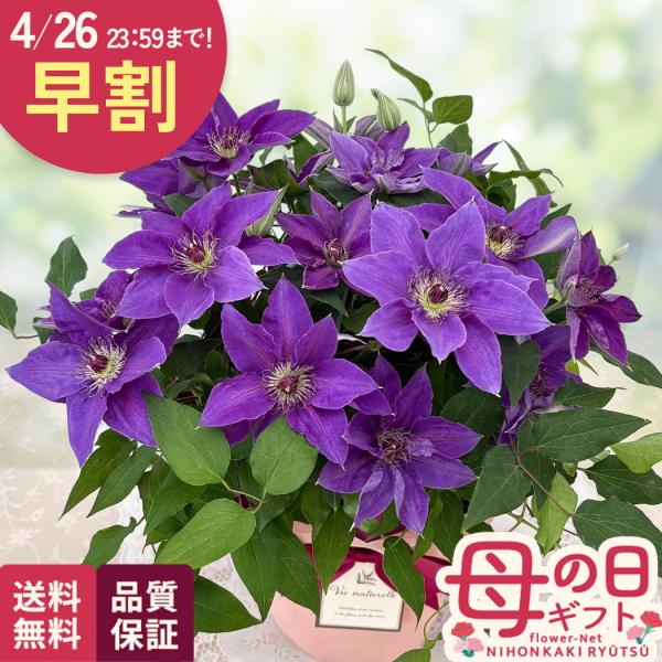 【フラワーネット日本花キ流通】母の日ギフトおすすめ＼４つの無料特典／・お花を傷つけない優しい素材の「ギフトラッピング」・感謝のメッセージ入り「母の日ピック」・お花が初めてでも安心「育て方説明書」・届いてからも安心「品質保証」【贈る相手】女性...