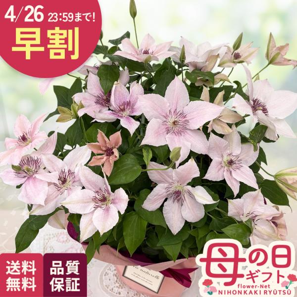 【フラワーネット日本花キ流通】母の日ギフトおすすめ＼４つの無料特典／・お花を傷つけない優しい素材の「ギフトラッピング」・感謝のメッセージ入り「母の日ピック」・お花が初めてでも安心「育て方説明書」・届いてからも安心「品質保証」【贈る相手】女性...