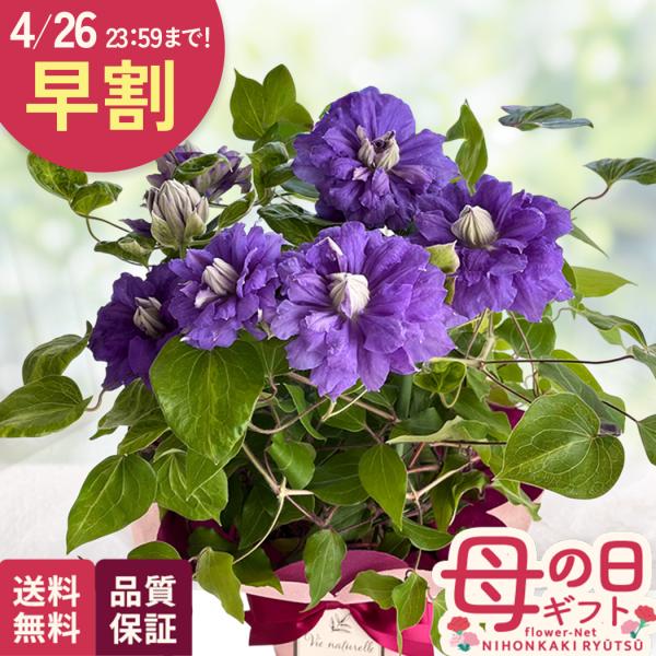 【フラワーネット日本花キ流通】母の日ギフトおすすめ＼４つの無料特典／・お花を傷つけない優しい素材の「ギフトラッピング」・感謝のメッセージ入り「母の日ピック」・お花が初めてでも安心「育て方説明書」・届いてからも安心「品質保証」【贈る相手】女性...