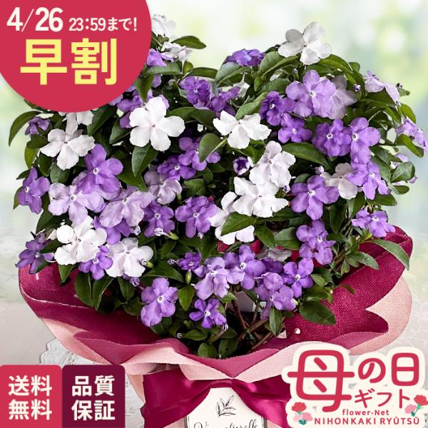 【フラワーネット日本花キ流通】母の日ギフトおすすめ＼４つの無料特典／・お花を傷つけない優しい素材の「ギフトラッピング」・感謝のメッセージ入り「母の日ピック」・お花が初めてでも安心「育て方説明書」・届いてからも安心「品質保証」【贈る相手】女性...