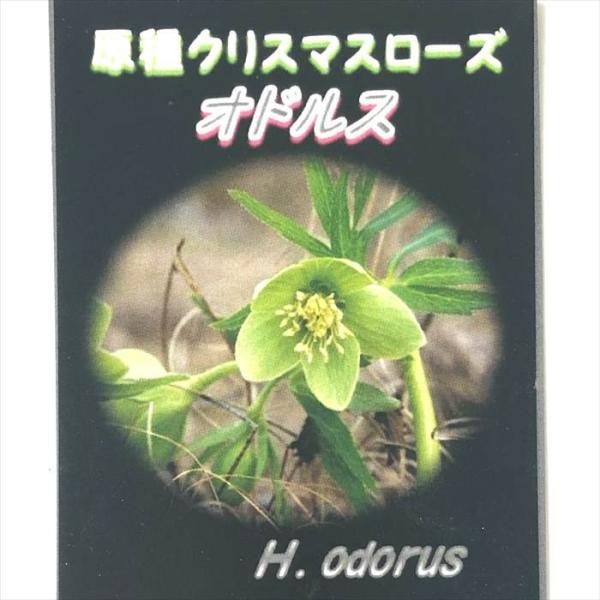 【特徴】花形はカップ咲きが多いですが、花色や花形、大きさなどには変化が多くあります。株によって強弱がありますが香りがある品種です。実生2年〜3年生の苗です。育てる地域や環境にもよりますが、開花まで3年〜かかります。夏場は葉を落として休眠しま...