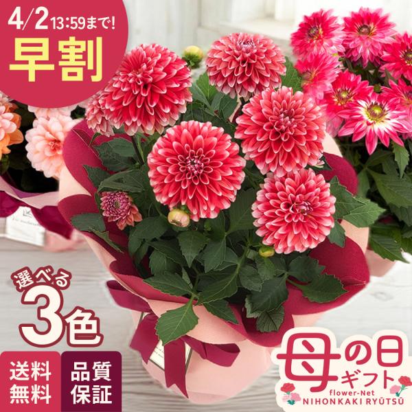 【フラワーネット日本花キ流通】母の日ギフトおすすめ＼４つの無料特典／・お花を傷つけない優しい素材の「ギフトラッピング」・感謝のメッセージ入り「母の日ピック」・お花が初めてでも安心「育て方説明書」・届いてからも安心「品質保証」【贈る相手】女性...