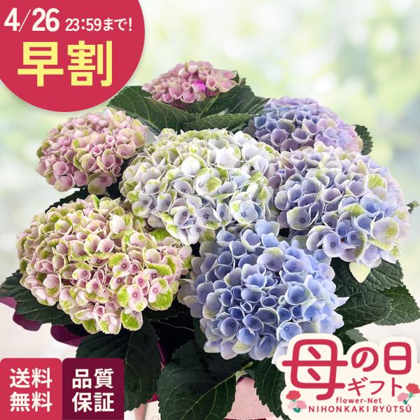 【フラワーネット日本花キ流通】母の日ギフトおすすめ＼４つの無料特典／・お花を傷つけない優しい素材の「ギフトラッピング」・感謝のメッセージ入り「母の日ピック」・お花が初めてでも安心「育て方説明書」・届いてからも安心「品質保証」【贈る相手】女性...