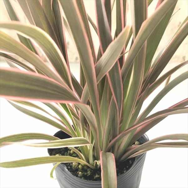 ■特徴学名：Phormium tenax pink stripe 別名：ニューサイラン キジカクシ科 フォルミウム属（マオラン属） ニュージーランドに自生する野生種を基に、園芸的には主にカラーリーフプランツとして改良されてきました。自生地で...