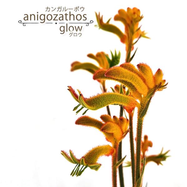 ■商品説明カンガルーポーはオーストラリア南西部に自生する多年草です。 細い葉と花の表面にびっしり細かな毛が生え、筒状の花を咲かせます。 カンガルーの前足のような形のユニークな花を咲かせます。  ■置き場日当たりがよい場所を好み、乾燥を好みま...