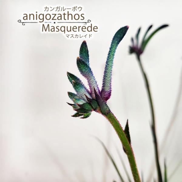 ■商品説明カンガルーポーはオーストラリア南西部に自生する多年草です。 細い葉と花の表面にびっしり細かな毛が生え、筒状の花を咲かせます。 カンガルーの前足のような形のユニークな花を咲かせます。  ■置き場日当たりがよい場所を好み、乾燥を好みま...