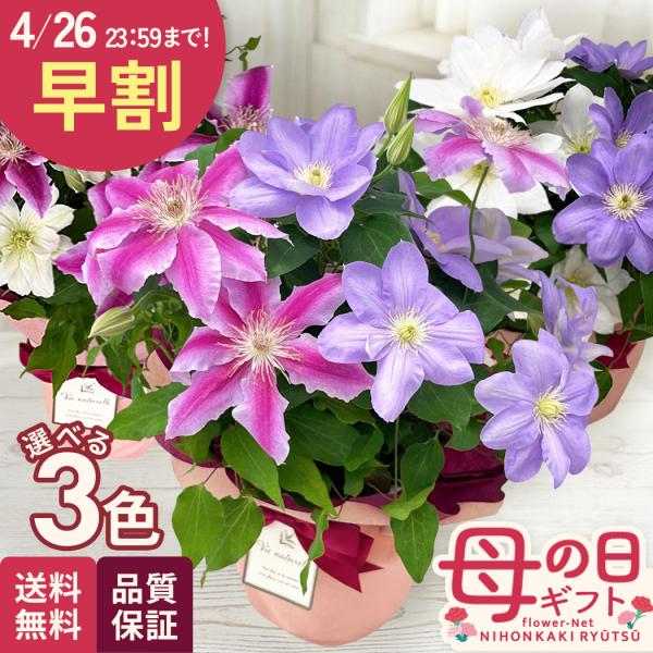 【フラワーネット日本花キ流通】母の日ギフトおすすめ＼４つの無料特典／・お花を傷つけない優しい素材の「ギフトラッピング」・感謝のメッセージ入り「母の日ピック」・お花が初めてでも安心「育て方説明書」・届いてからも安心「品質保証」【贈る相手】女性...
