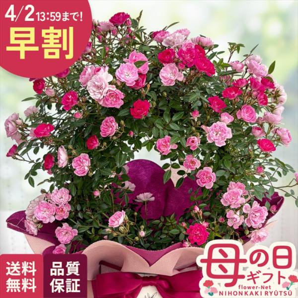【フラワーネット日本花キ流通】母の日ギフトおすすめ＼４つの無料特典／・お花を傷つけない優しい素材の「ギフトラッピング」・感謝のメッセージ入り「母の日ピック」・お花が初めてでも安心「育て方説明書」・届いてからも安心「品質保証」【贈る相手】女性...