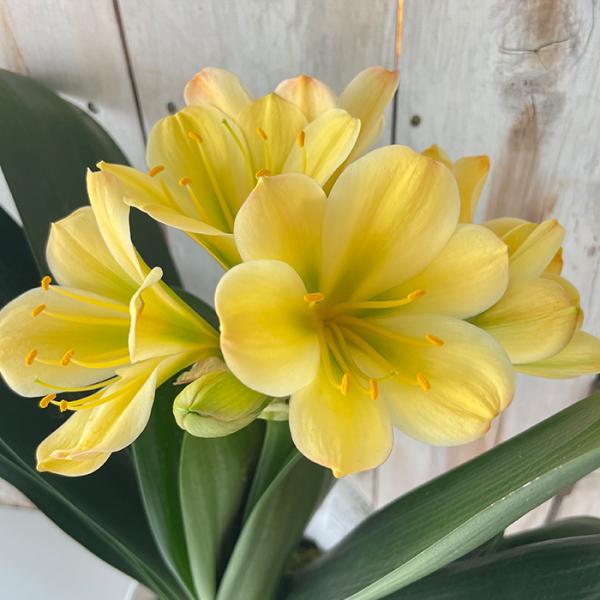 ■特徴君子蘭（クンシラン）とは、ヒガンバナ科クンシラン属の多年草で、ランの名がついていますがラン科ではありません。 開花時期は3〜5月頃で、ひとつの花茎に10〜20個ほどの豪華な花を咲かせます。 肉厚で光沢ある葉は花の無い時期でも楽しめる、...