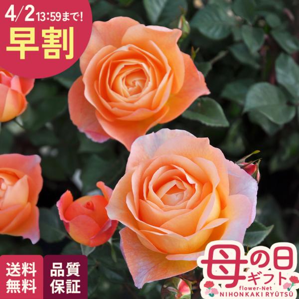 【フラワーネット日本花キ流通】母の日ギフトおすすめ＼２大無料特典／・母の日メッセージ入り「お花の育て方説明書」・届いてからも安心「品質保証」【贈る相手】女性 お母さん 母 母親 ママ 妻 義母 おばあちゃん 祖母 継母 兄弟 姉妹 友人 友...