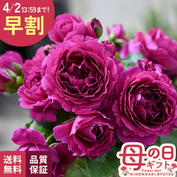 【フラワーネット日本花キ流通】母の日ギフトおすすめ＼２大無料特典／・母の日メッセージ入り「お花の育て方説明書」・届いてからも安心「品質保証」【贈る相手】女性 お母さん 母 母親 ママ 妻 義母 おばあちゃん 祖母 継母 兄弟 姉妹 友人 友...