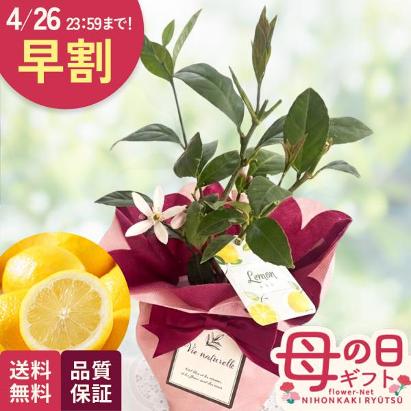 【フラワーネット日本花キ流通】母の日ギフトおすすめ＼４つの無料特典／・お花を傷つけない優しい素材の「ギフトラッピング」・感謝のメッセージ入り「母の日ピック」・お花が初めてでも安心「育て方説明書」・届いてからも安心「品質保証」【贈る相手】女性...