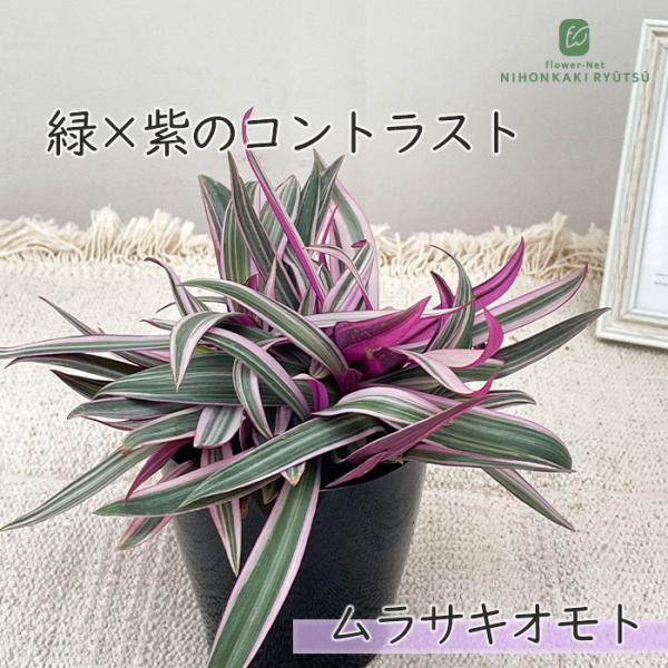 ■特徴植物名：ムラサキオモト 学名：Tradescantia spathacea 和名：紫万年青 科名：ツユクサ科　属名：ムラアキオモト属 葉の形状が万年青に似ていて。葉の裏が美しい紫色に染まっているためムラサキオモトと呼ばれるようになりま...