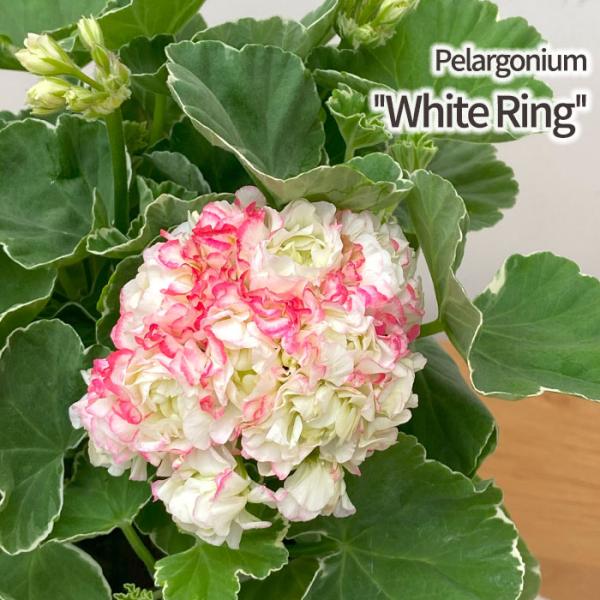 ■特徴緑の葉にリングの模様と、可愛らしい八重咲きの花が特徴です。 ■置き場所日当たりが良く、風通しの良い場所で管理して下さい。 ■水やり土がしっかり乾いてからたっぷりお水を与えてください。 ■サイズ・その他4号鉢 1鉢 ※個体差がございます...