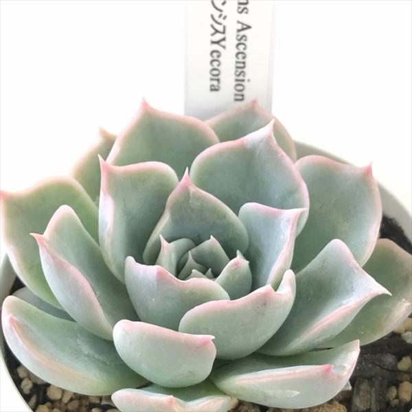 ■日当たり春秋型種 10℃〜25℃の過ごしやすい季節によく生長し、暑すぎたり、寒すぎる時期は休眠してしまいます。 生長期：2月〜6月・9月〜11月 休眠期：7月〜8月・11月〜1月■水やり1春・秋は日当たりがよく、雨が当たらない風通しの良い...