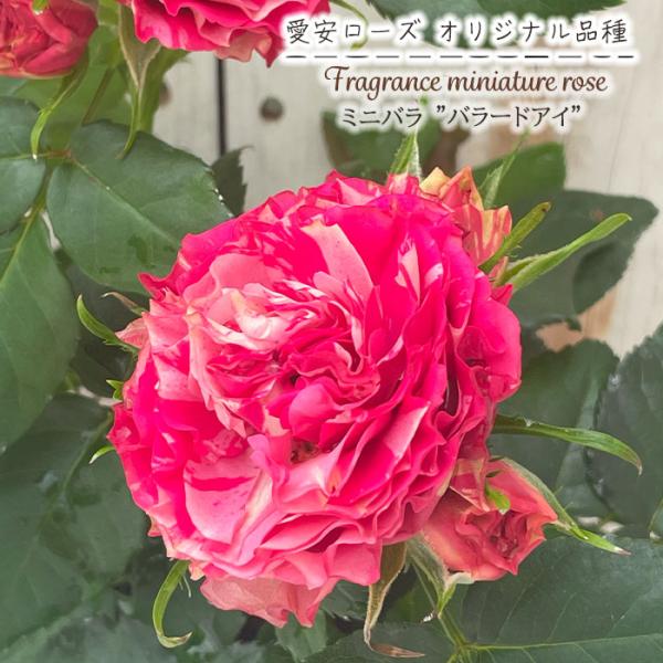 厳選した農場からお取り寄せしたミニバラをお届けします。バラを育てたいけど場所がないし管理も大変。でもバラが好きだから育てたい!!という方にお勧めです。農場から直接お取り寄せしますので新鮮な苗をお届けします。【置き場所】日光大好き。なるべく日...