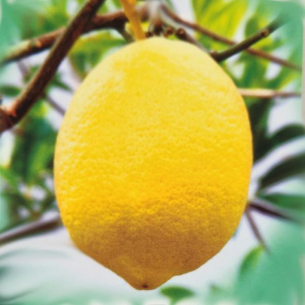 【特徴】果汁が多くさわやかな香りが特徴の古くから愛されているレモンです。レモンの中では耐寒性が強い品種ですが、冬場に雪が積もる地域や氷点下まで下がる地域では防寒が必要となります。・大きさ　100ｇ内外・熟期　11月上旬〜・受粉樹　不要※栽培...