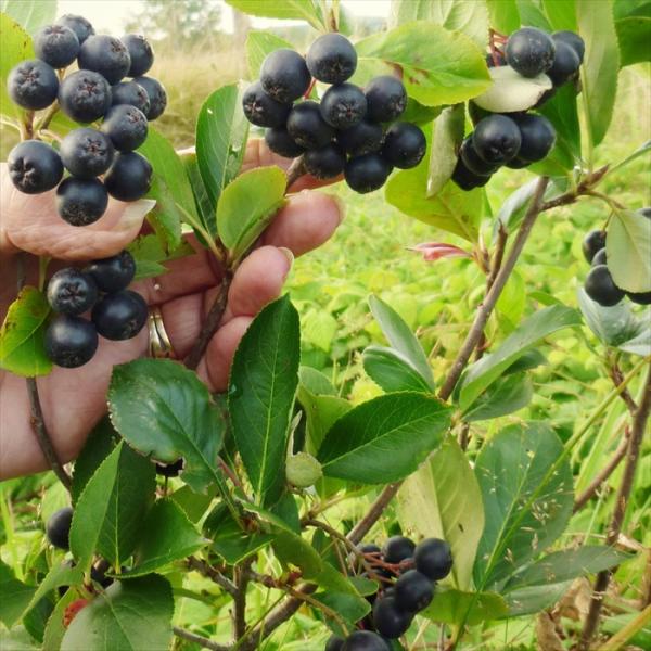 耐寒性落葉低木 バラ科美容と健康に驚異の栄養素！ひとまわり大きな黒い果実です。チョコレートベリー（アロニア）はアントシアニン、食物繊維、βカロテンなど豊富な栄養素を含む健康果実。一般種よりもひとまわり大きな果実に、直立樹形で大きくなりすぎず...
