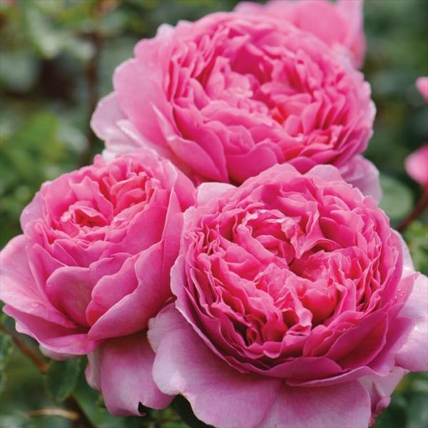 【特徴】プリンセス・アレキサンドラ・オブ・ケント Princess Alexandra of Kent  (Ausmerchant)輝くような温かみのあるピンクで、珍しいほどの大輪です。花びらがぎっしりと詰まったディープカップ型で、外側のソ...