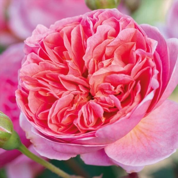 【特徴】ボスコベル Boscobel  (Auscousin)深みのあるサーモンカラーの美しく整った花です。赤いつぼみに始まり、花開くと可愛らしいカップ咲きになり、次第に典型的なロゼット咲きへと変化していきます。数え切れないほどある小さな花...