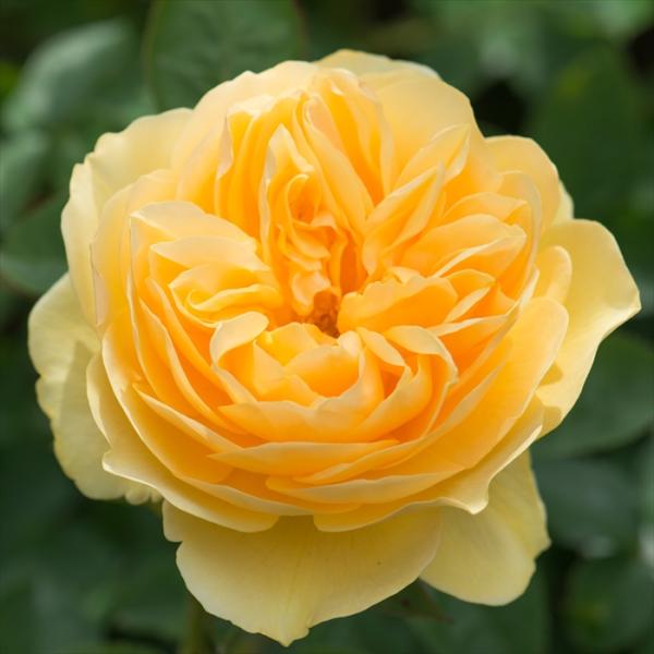 【特徴】グラハム・トーマス Graham Thomas (Ausmas)最も有名なバラのひとつで、色の豊かさとパフォーマンス性からもイングリッシュローズを代表する名花です。めずらしい深みのあるピュアイエローの中輪カップ咲き、濃厚なティーロー...