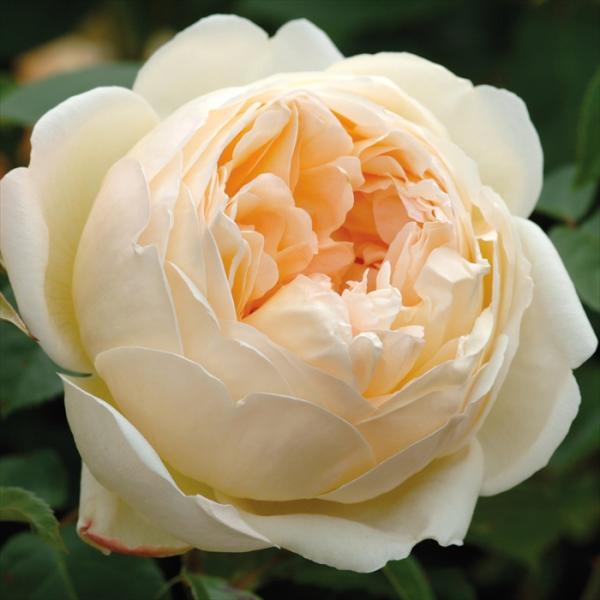 【特徴】ジュード・ジ・オブスキュア Jude the Obscure (Ausjo)もっとも優雅な姿のイングリッシュローズのひとつと言えるでしょう。内側に向かってカーブを描いたような花びらはゴブレット型をした大輪になります。花びらの内側は黄...