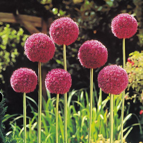 【開花期】4月中旬〜5月頃【植付時期】10月〜12月【花の大きさ】約15cm【ご確認ください】生育状況により、発送間際の段階で数量の訂正やご注文のキャンセルをお願いする場合がございますのでご理解のうえご注文ください。※パッケージデザインが変...