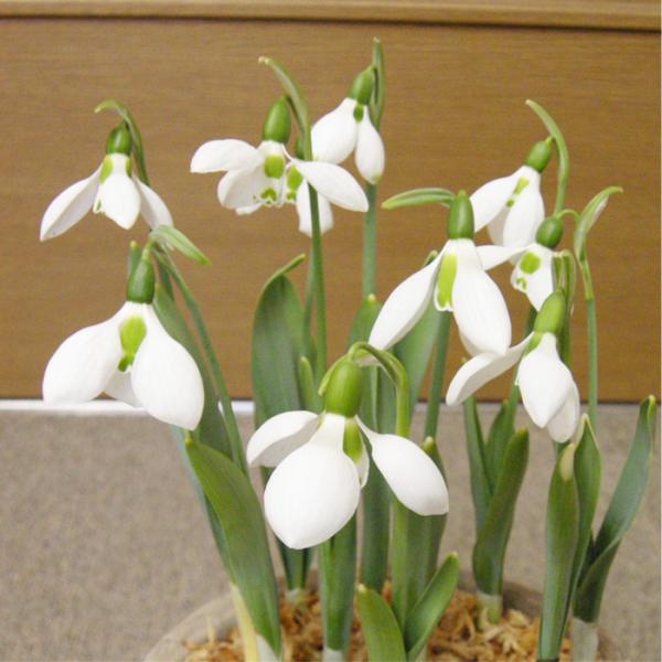 【開花期】1月〜3月頃【植付時期】9月〜11月【ご確認ください】生育状況により、発送間際の段階で数量の訂正やご注文のキャンセルをお願いする場合がございますのでご理解のうえご注文ください。※パッケージデザインが変更となる場合がございます。