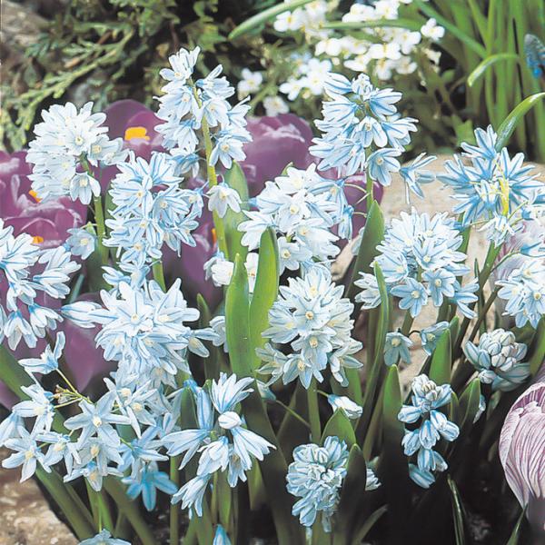 空色の花に鮮やかなブルーのラインが美しいストライプ状の花。【開花期】3月〜4月頃【植付時期】9月〜12月【草丈】10〜15cm【ご確認ください】生育状況により、発送間際の段階で数量の訂正やご注文のキャンセルをお願いする場合がございますのでご...