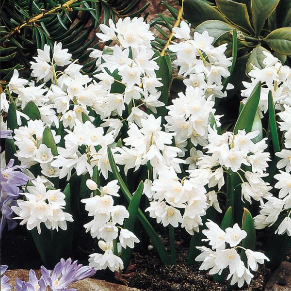 白色の花が花壇をいっそう引き立たせます。【開花期】3月〜4月頃【植付時期】9月〜12月【草丈】10〜15cm【ご確認ください】生育状況により、発送間際の段階で数量の訂正やご注文のキャンセルをお願いする場合がございますのでご理解のうえご注文く...