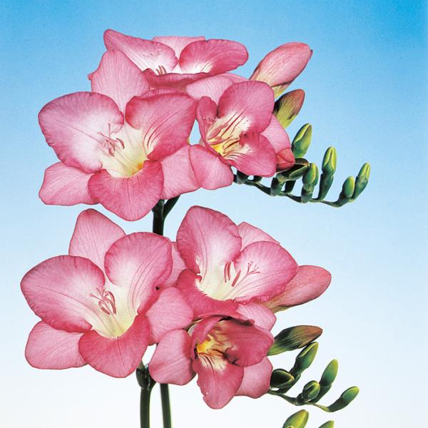 花壇や切り花にできるので好きなアレンジができます。フリージアは冬から春にかかて咲き、花の香も強くさらに切り花用の品種なので１輪の大きさに驚きです。花壇にも部屋の中にもカラフルな演出ができます。【開花期】4月〜5月頃【植付時期】9月〜11月【...
