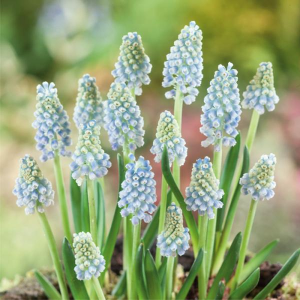 オーケリー系のかわいい水色の花。【開花期】4月〜5月頃【植付時期】9月〜11月【ご確認ください】生育状況により、発送間際の段階で数量の訂正やご注文のキャンセルをお願いする場合がございますのでご理解のうえご注文ください。※パッケージデザインが...