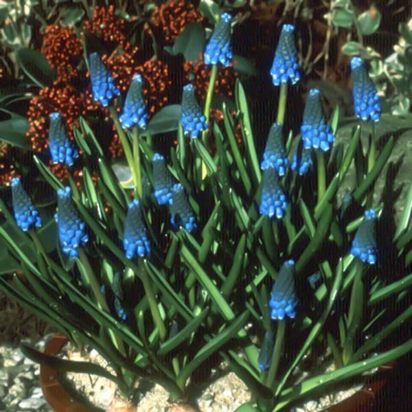 葉がコンパクトにまとまり、鮮やかな青紫色の花が咲きます。【開花期】4月〜5月頃【植付時期】9月〜11月【ご確認ください】生育状況により、発送間際の段階で数量の訂正やご注文のキャンセルをお願いする場合がございますのでご理解のうえご注文ください...