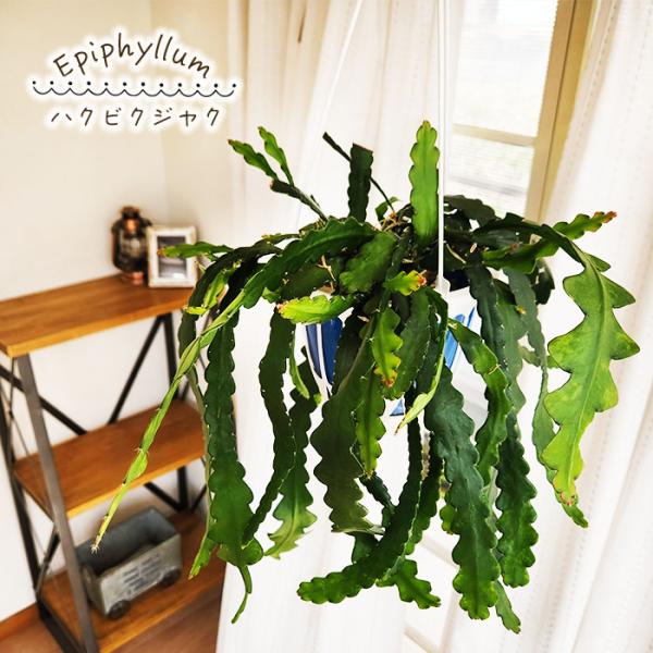 ■特徴魚の骨のようなユニークな形の、メキシコ原産のサボテンです。 月下美人の仲間です。 ■置き場所風通しの良く、日当たりの良い場所で管理してください。 ■水やり・4月〜7月は常に湿った状態になるように週1〜3回程度。 ・冬場は乾燥気味に管理...