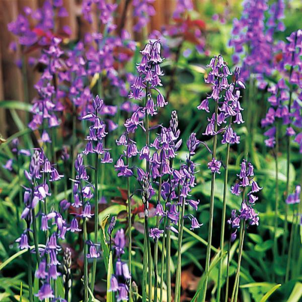 耐寒性も強く、落葉樹の下に植え付けると素敵。【開花期】4月〜5月頃【植付時期】9月〜11月【草丈】15〜30cm位【ご確認ください】生育状況により、発送間際の段階で数量の訂正やご注文のキャンセルをお願いする場合がございますのでご理解のうえご...