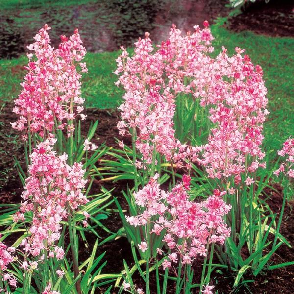 ピンク色の花が4〜5輪ベル状に咲きます。【開花期】4月〜5月頃【植付時期】9月〜11月【ご確認ください】生育状況により、発送間際の段階で数量の訂正やご注文のキャンセルをお願いする場合がございますのでご理解のうえご注文ください。※パッケージデ...