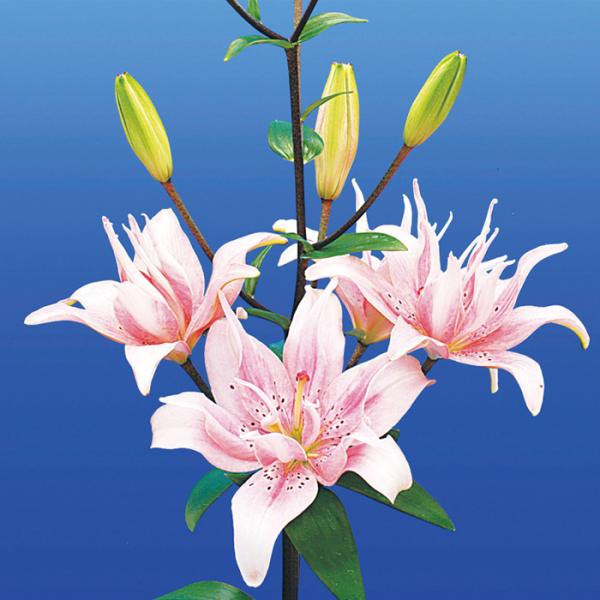 切り花としての人気も絶大！珍しい八重咲きのアジアティックユリ。【開花期】5月〜6月頃【植付時期】10月〜3月【ご確認ください】生育状況により、発送間際の段階で数量の訂正やご注文のキャンセルをお願いする場合がございますのでご理解のうえご注文く...