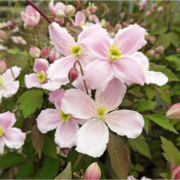 【特徴】モンタナの人気品種で強健種。生育旺盛で花付がよく、甘い香りがします。【咲き方】旧枝咲き【開花期】4月〜5月【草丈】4〜6m【花径】5〜7cm【花色】赤〜ピンク【サイズ・その他】12cmポット個体差がございますのでご了承ください。※1...