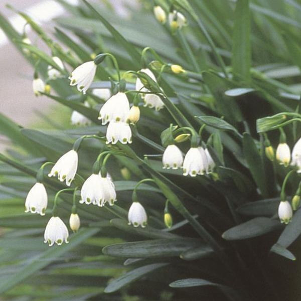 すずらんのような花が可愛らしい水仙です。【開花期】2月〜4月頃【植付時期】10月〜12月【ご確認ください】生育状況により、発送間際の段階で数量の訂正やご注文のキャンセルをお願いする場合がございますのでご理解のうえご注文ください。※パッケージ...