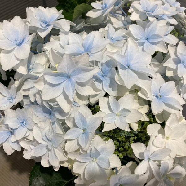【特徴】花の中心から淡く青色が広がる八重咲き品種。【加茂ガーデンアジサイについて】静岡県掛川市の「加茂荘花鳥園」で独自に品種改良を行ったオリジナルアジサイのシリーズです。【置き場所】日当たりの良い場所が最適ですが夏の強い西日は避けましょう。...