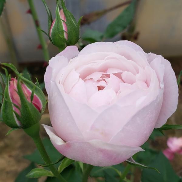 【商品説明】薄桃色の深いカップ咲きで数輪の房咲きになる。咲き進んでもカップ状を保つ。強い芳香がある。樹形は直立性でシュートの発生がよく、大きな株立ちになる。【香り】強香【分類】オールドローズ【開花サイクル】返り咲き【花径】中輪【成株の樹形　...